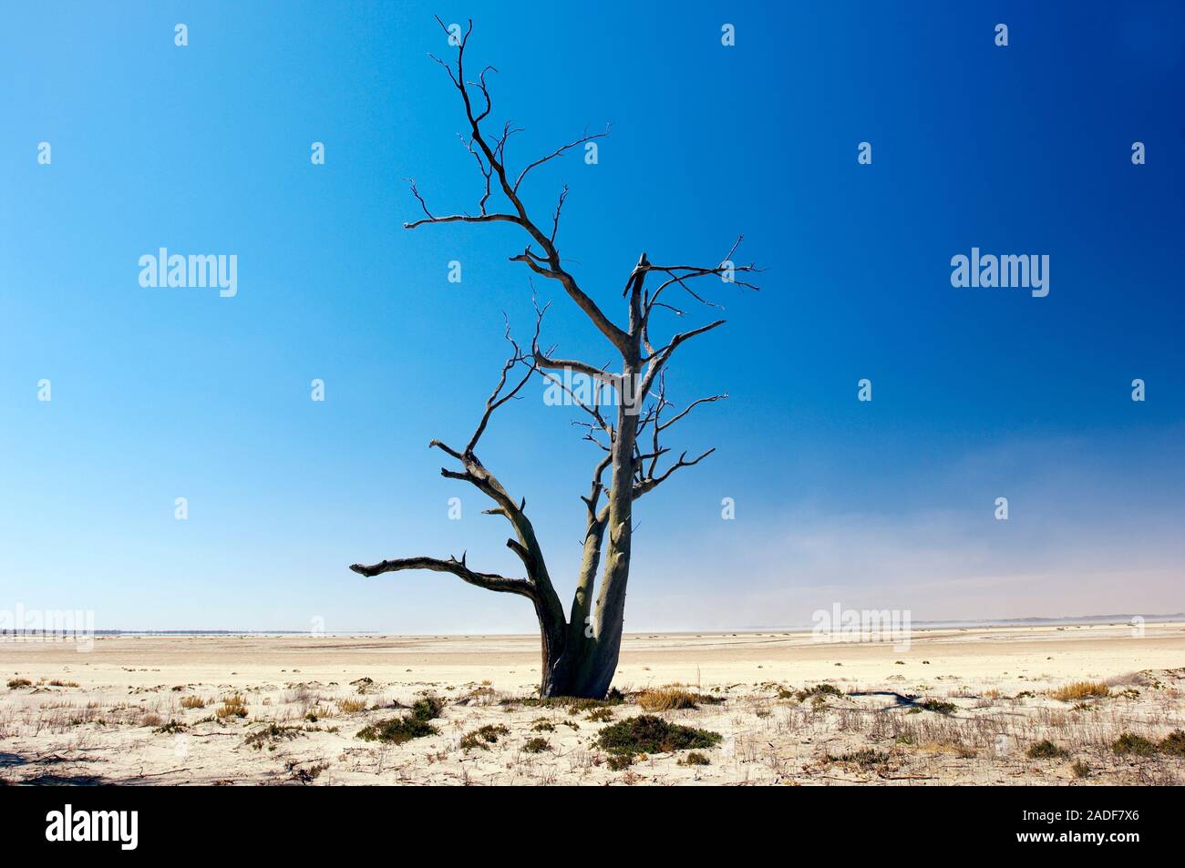Dead tree beside a dried up lake. Photographed in Australia Stock Photo ...