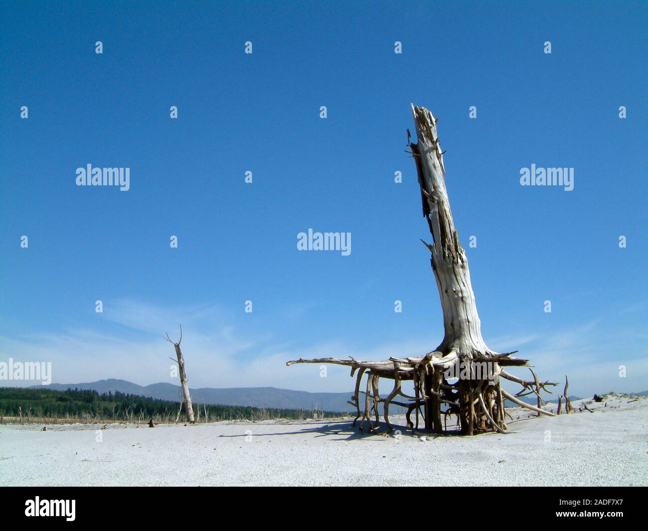 Drought. Dead tree in a dried up reservoir. Photographed in ...