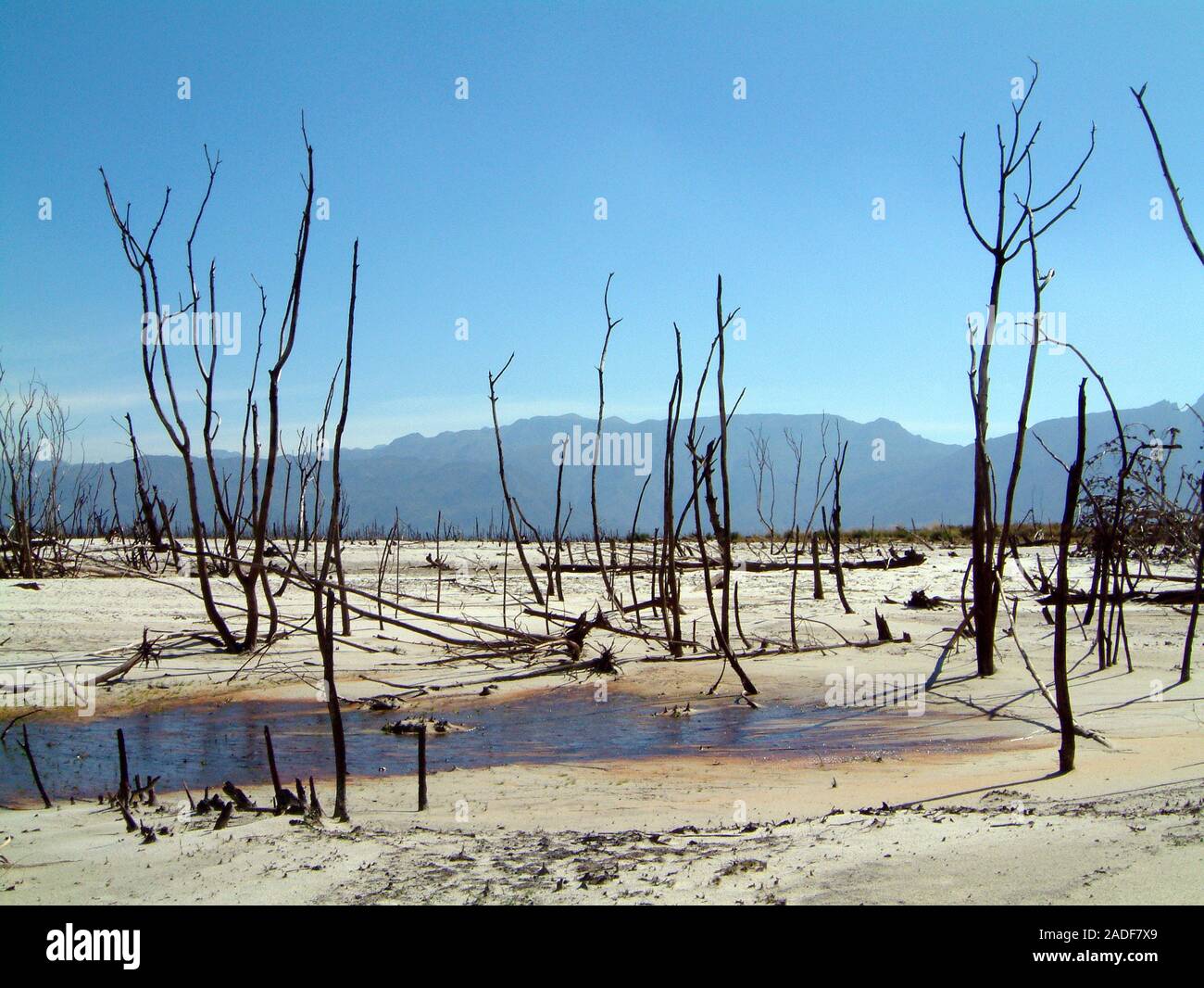 Drought. Dead trees in a dried up reservoir. Photographed in ...