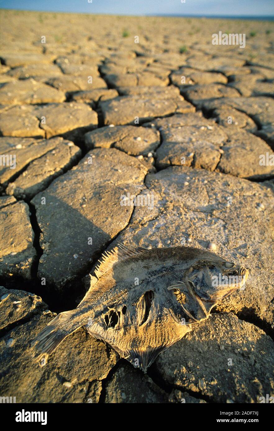 Drying of the Aral Sea. Dead fish on the dried up floor of the Aral Sea ...