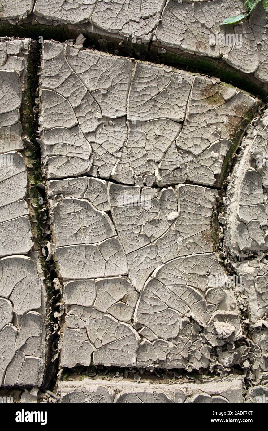 Cracked mud. Cracks forming in drying mud. This mud was the bed of a ...