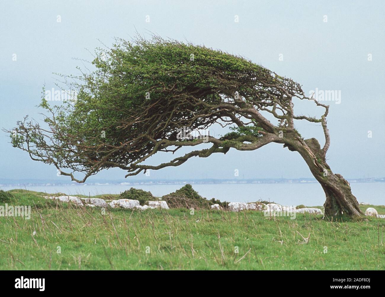 Wind-blown tree. This unidentified tree has had its growth shaped by ...