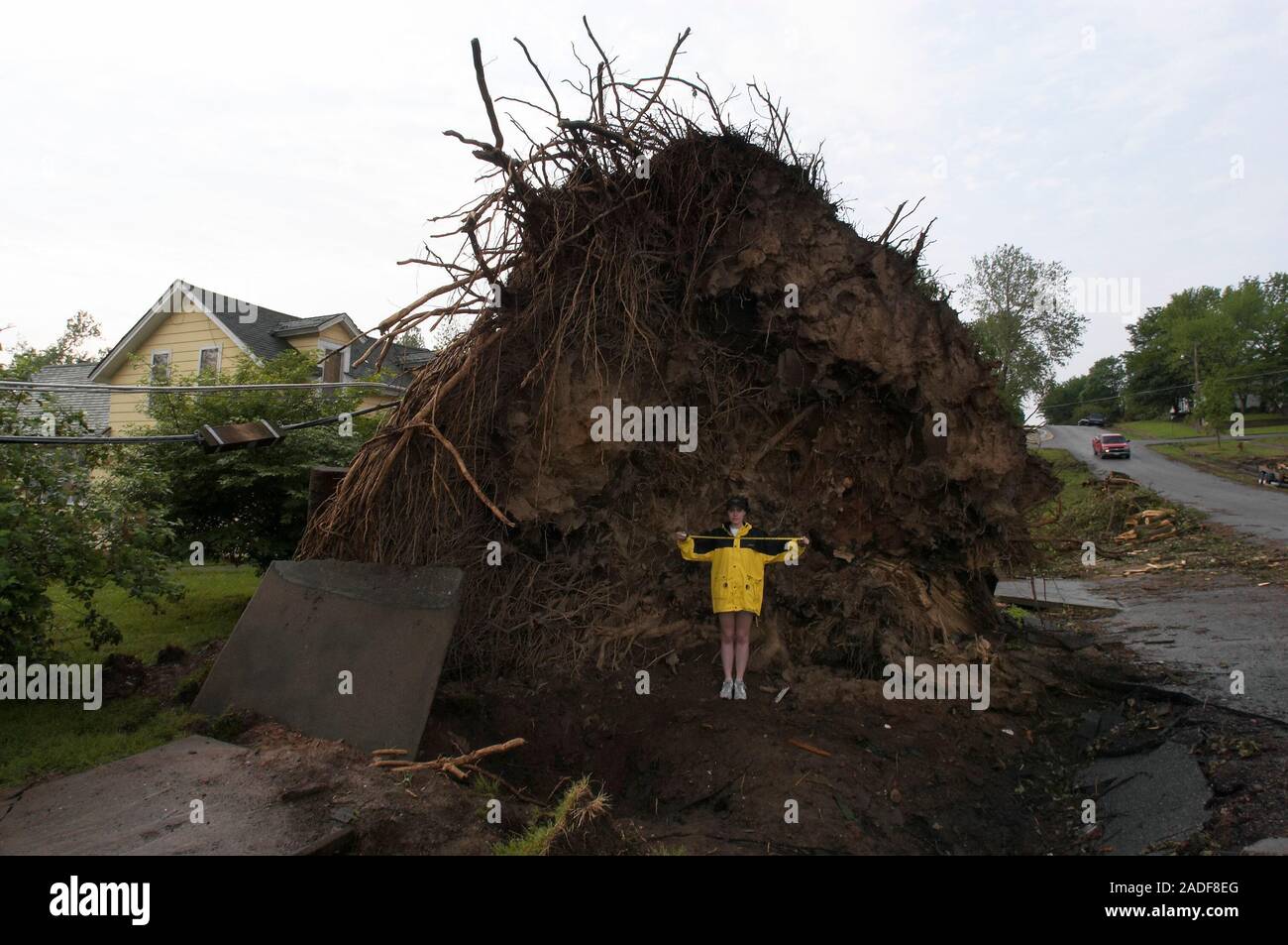 Tornado damage. Massive tree uprooted by a powerful tornado or twister ...