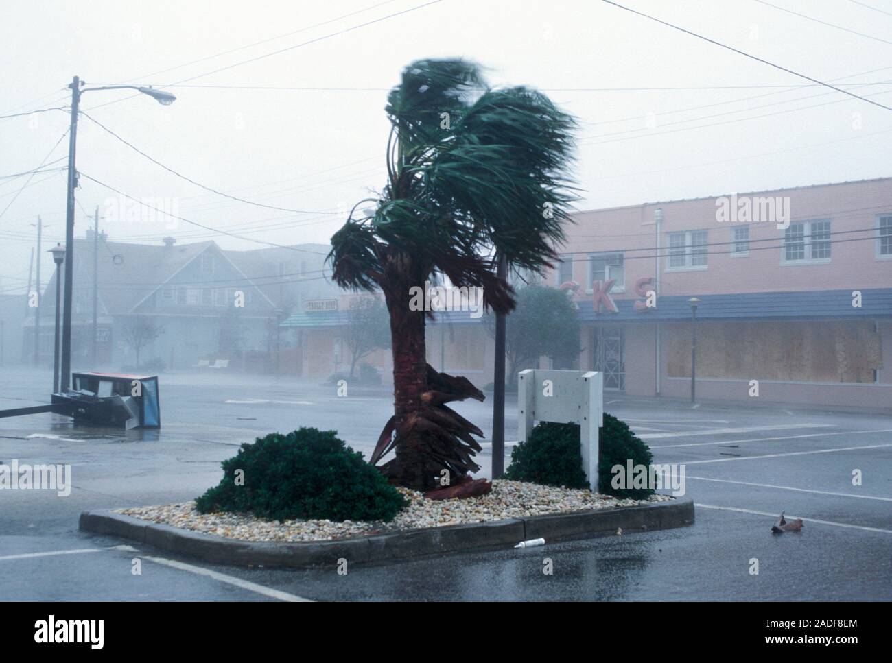 Hurricane. Palm tree blowing in a hurricane. Hurricanes are huge ...