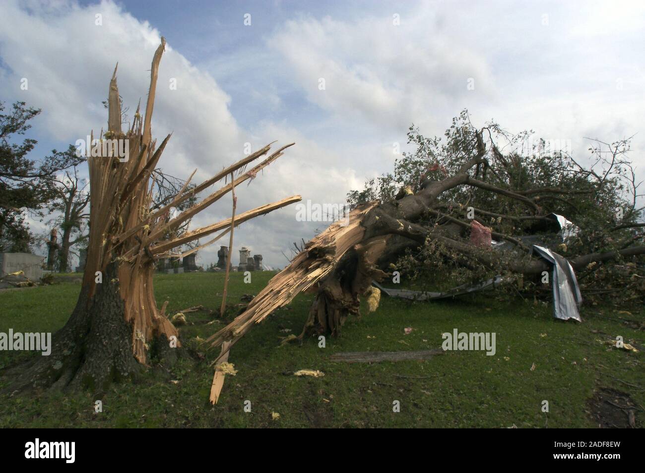 Tornado damage. Tree ripped apart by a force 4 (F4) tornado or twister ...