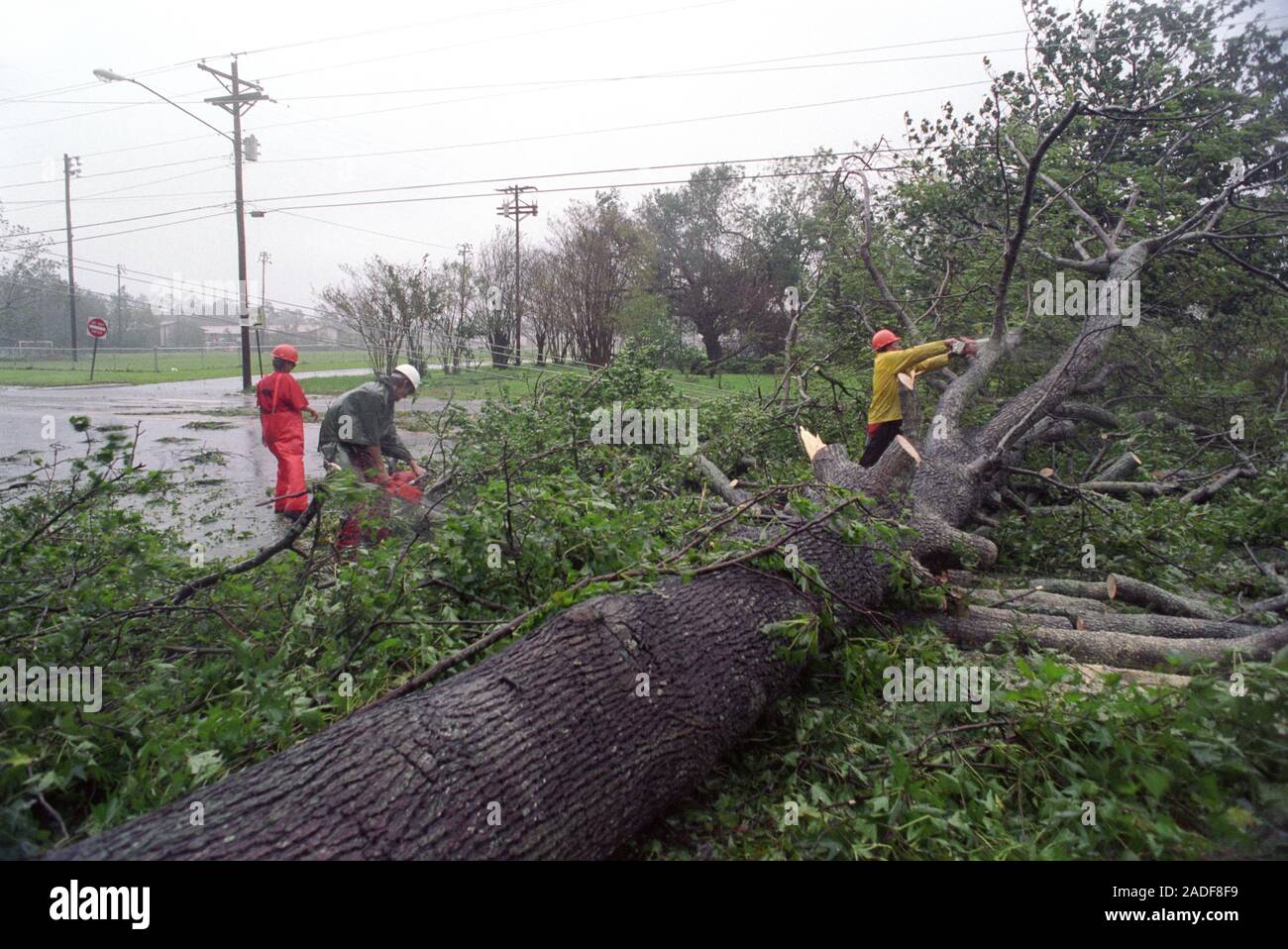 Hurricane damage. Tree being cut up having been blown over by Hurricane ...