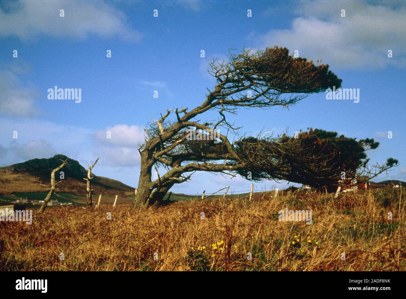 Wind affected trees. Pine trees (Pinus radiata) twisted and shaped by ...