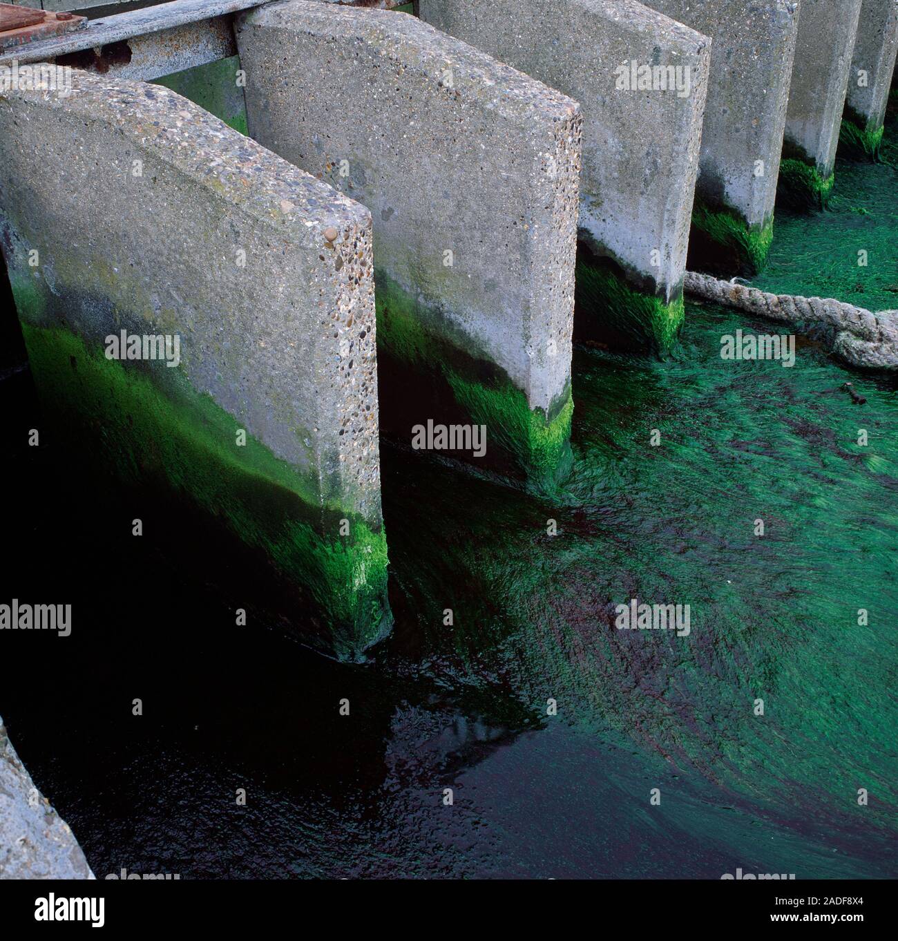 Storm drain outlets. These receive water from the storm drains that ...