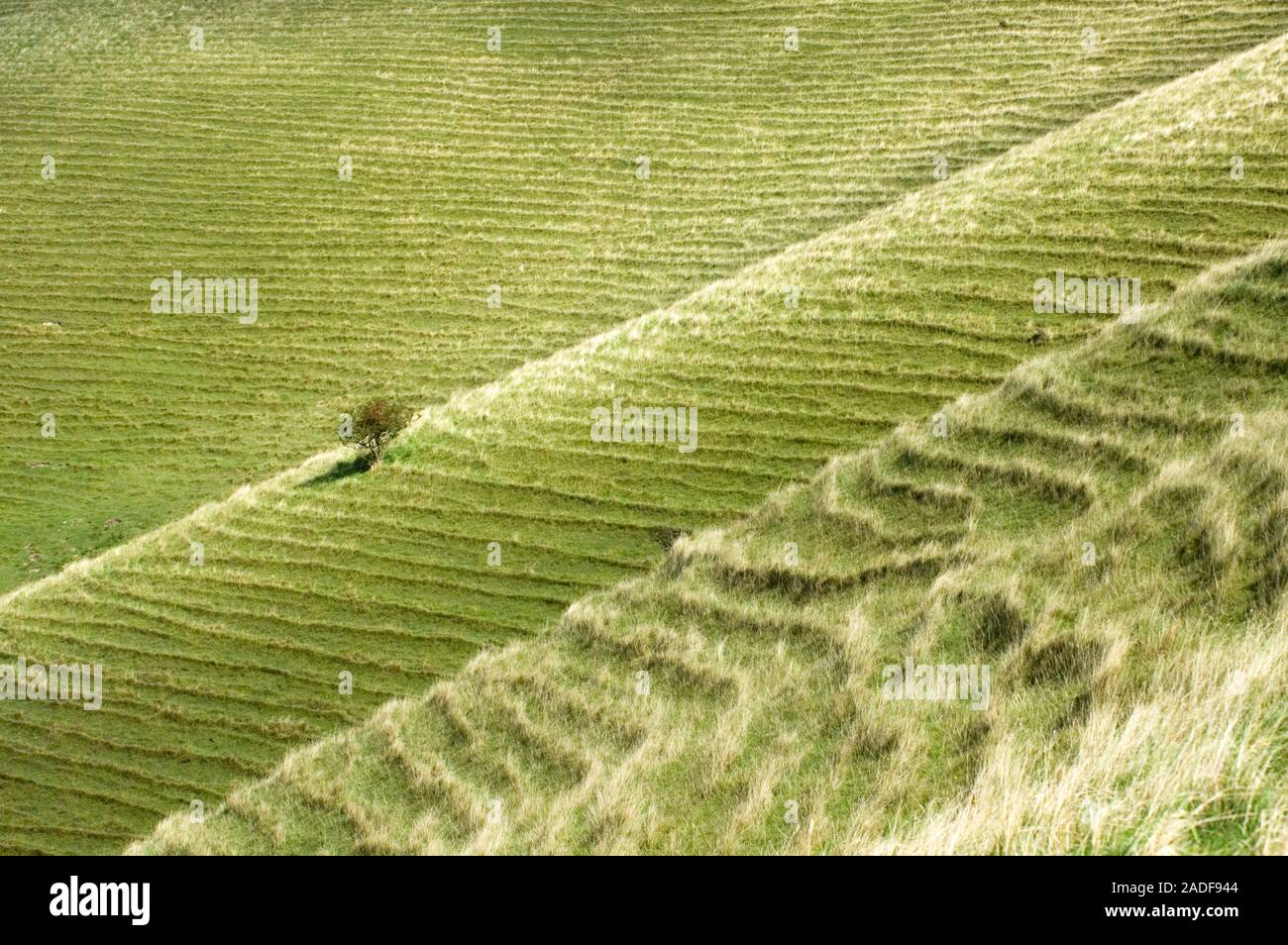 Egardon hill, soil creep. These terraces, known as terracettes, form ...