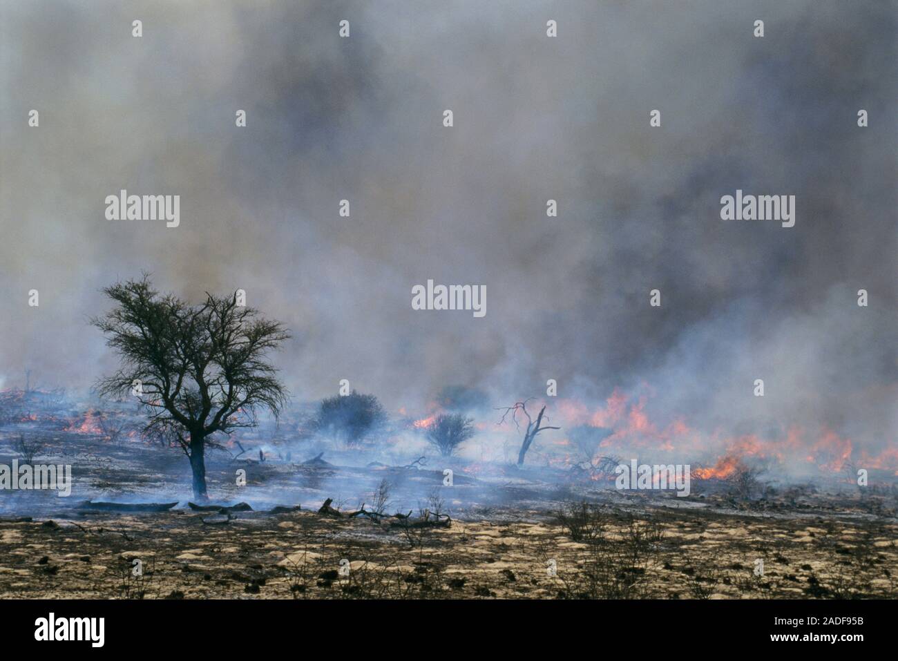Grassland fire. Photographed in Kalahari, South Africa Stock Photo - Alamy
