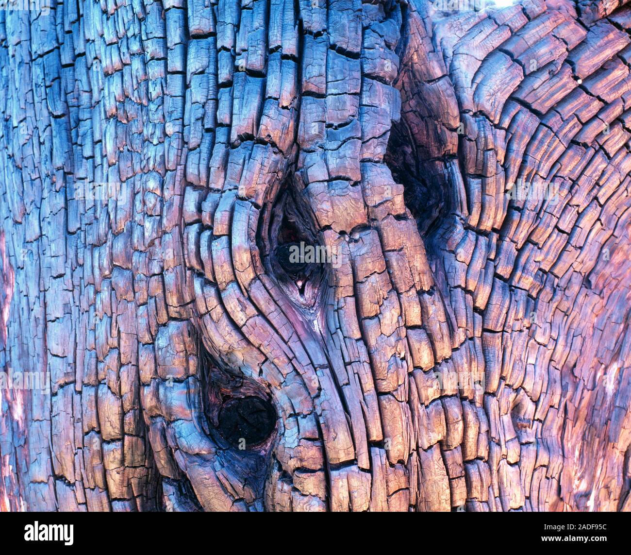 Burnt tree bark. Close-up of the cracked and burnt bark of a tree ...