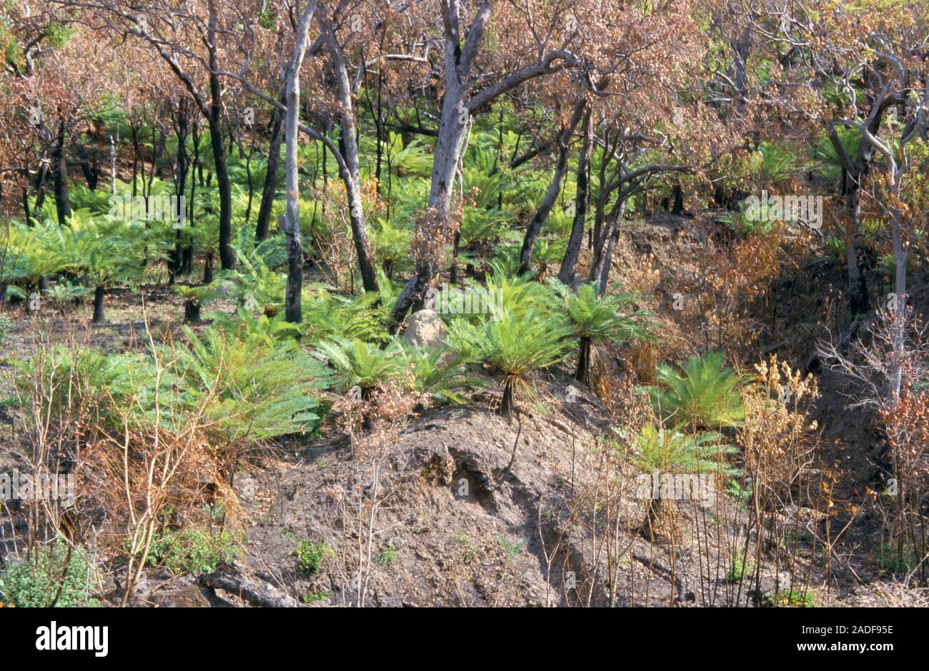 Forest fire regeneration. Bright green growth of cycad trees after a ...