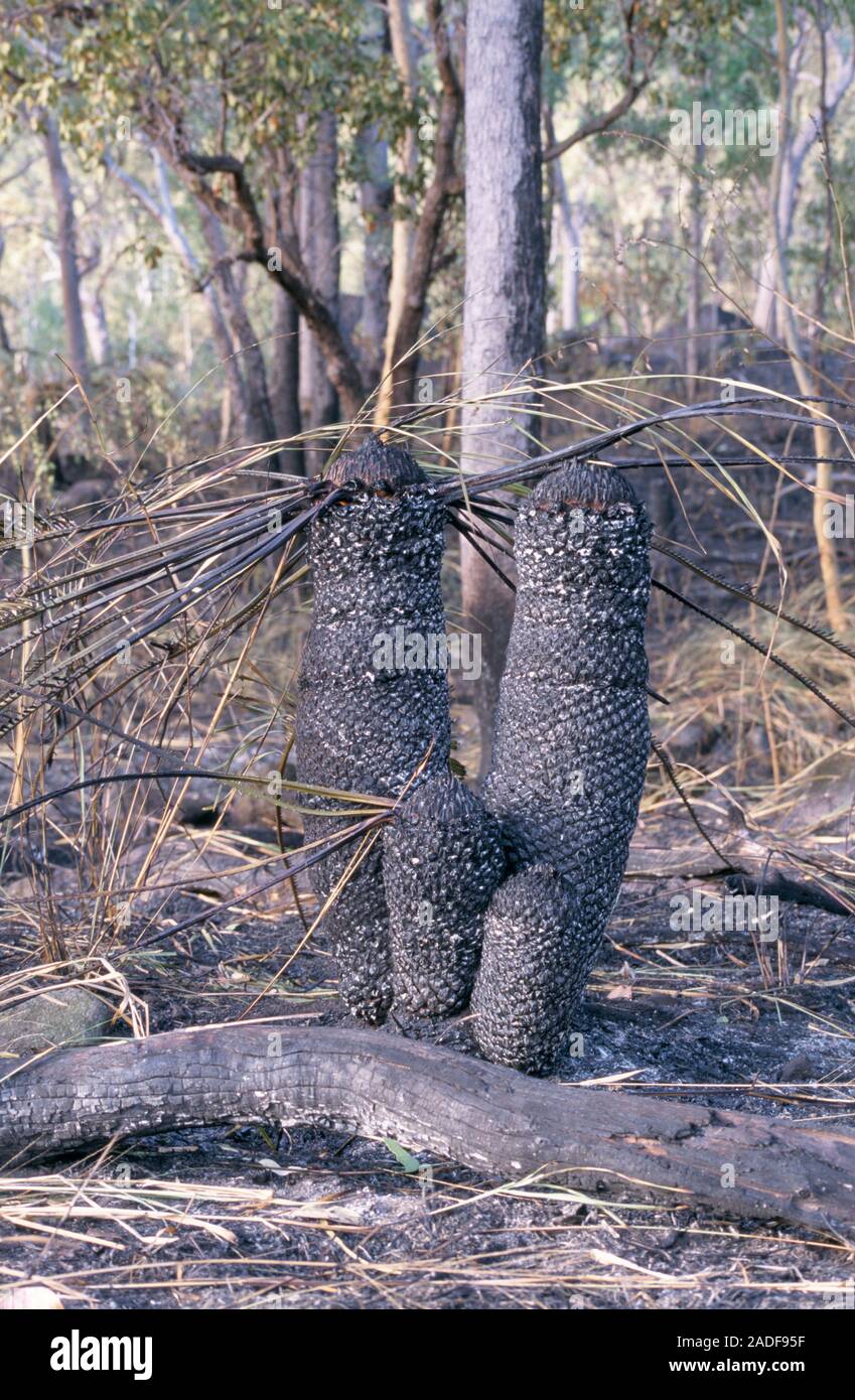 Burnt cycad trees after a forest fire. Only the blackened barrel-like ...