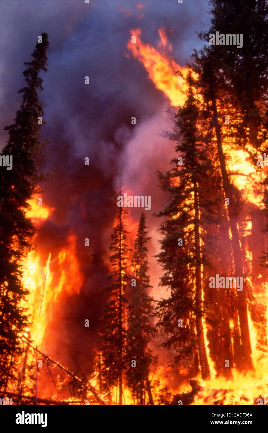 Forest fire. Conifer trees on fire during a forest fire at Stanley ...