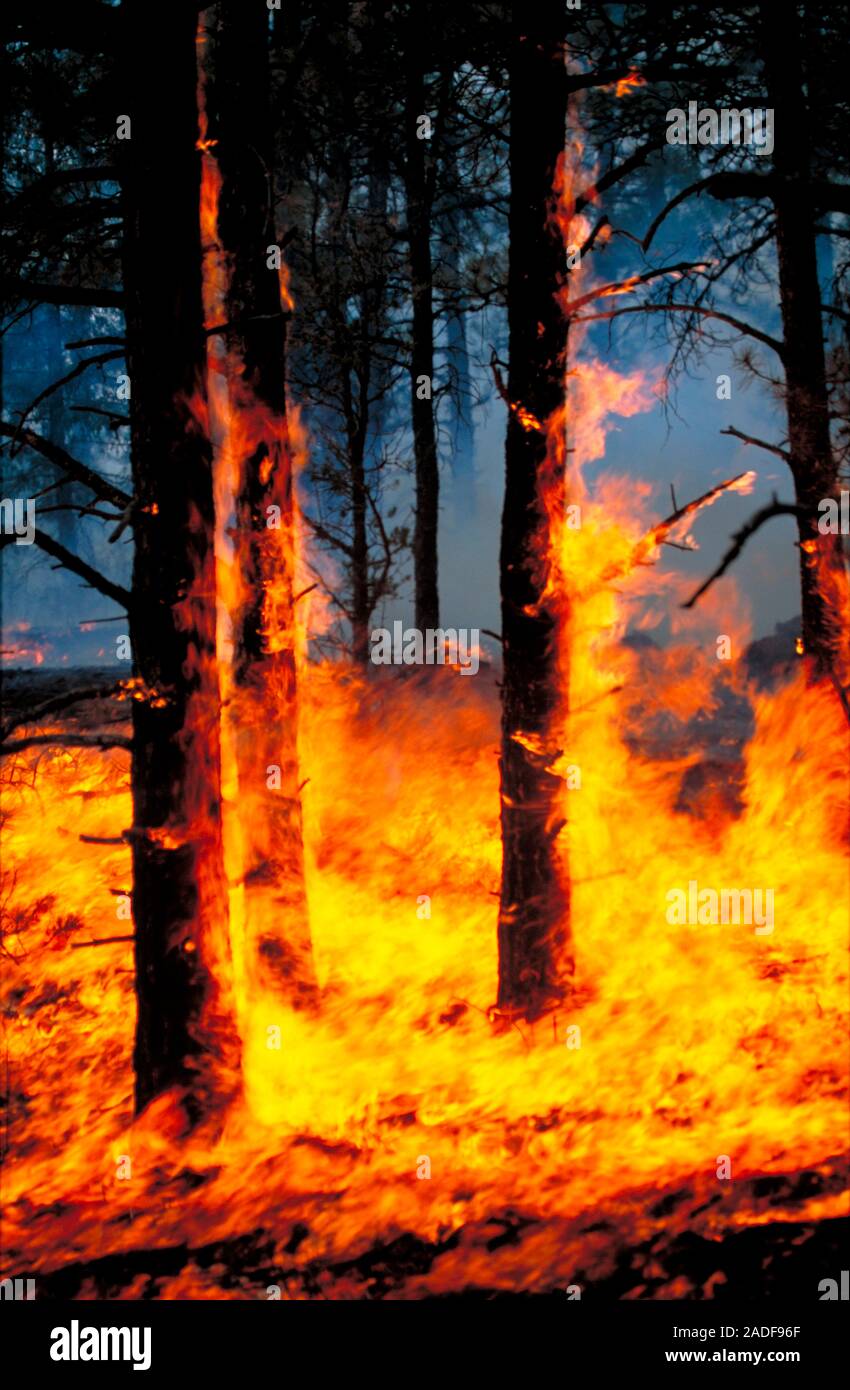 Forest fire. Conifer trees on fire during a forest fire at Weston ...