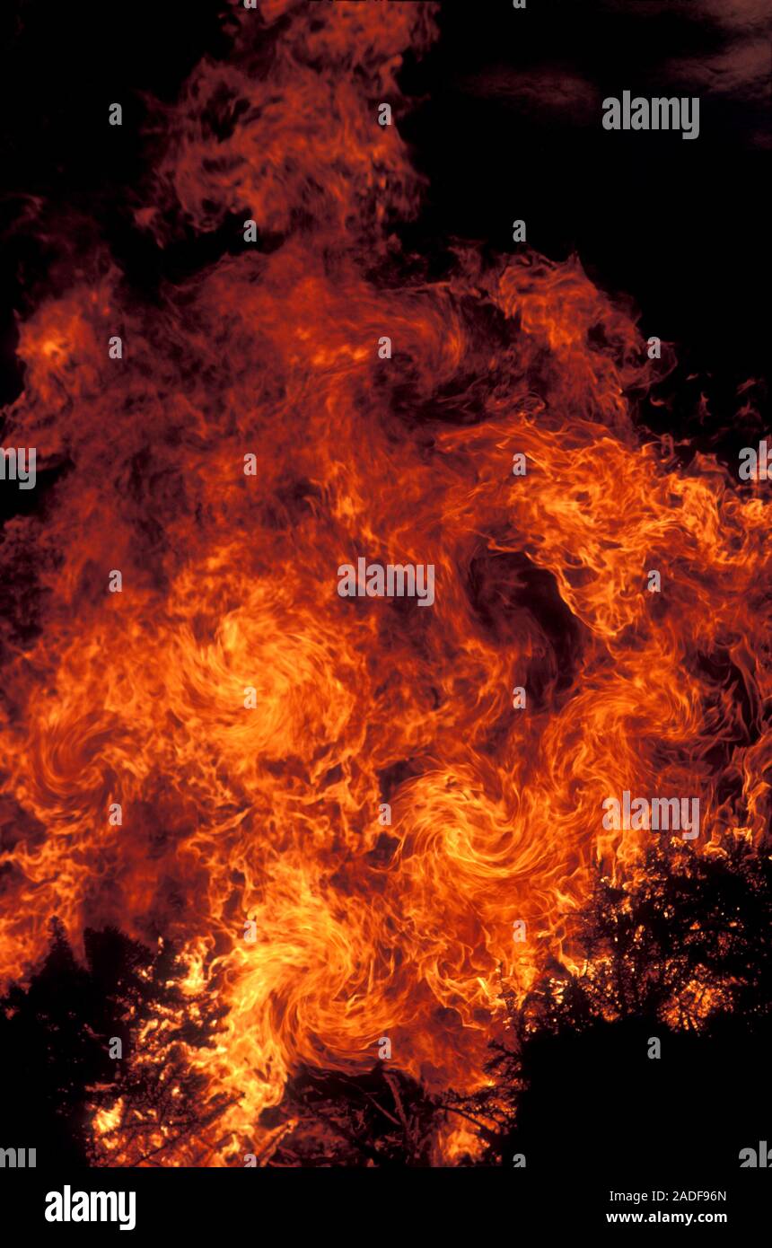 Forest fire engulfing the crowns (top branches) of coniferous trees ...