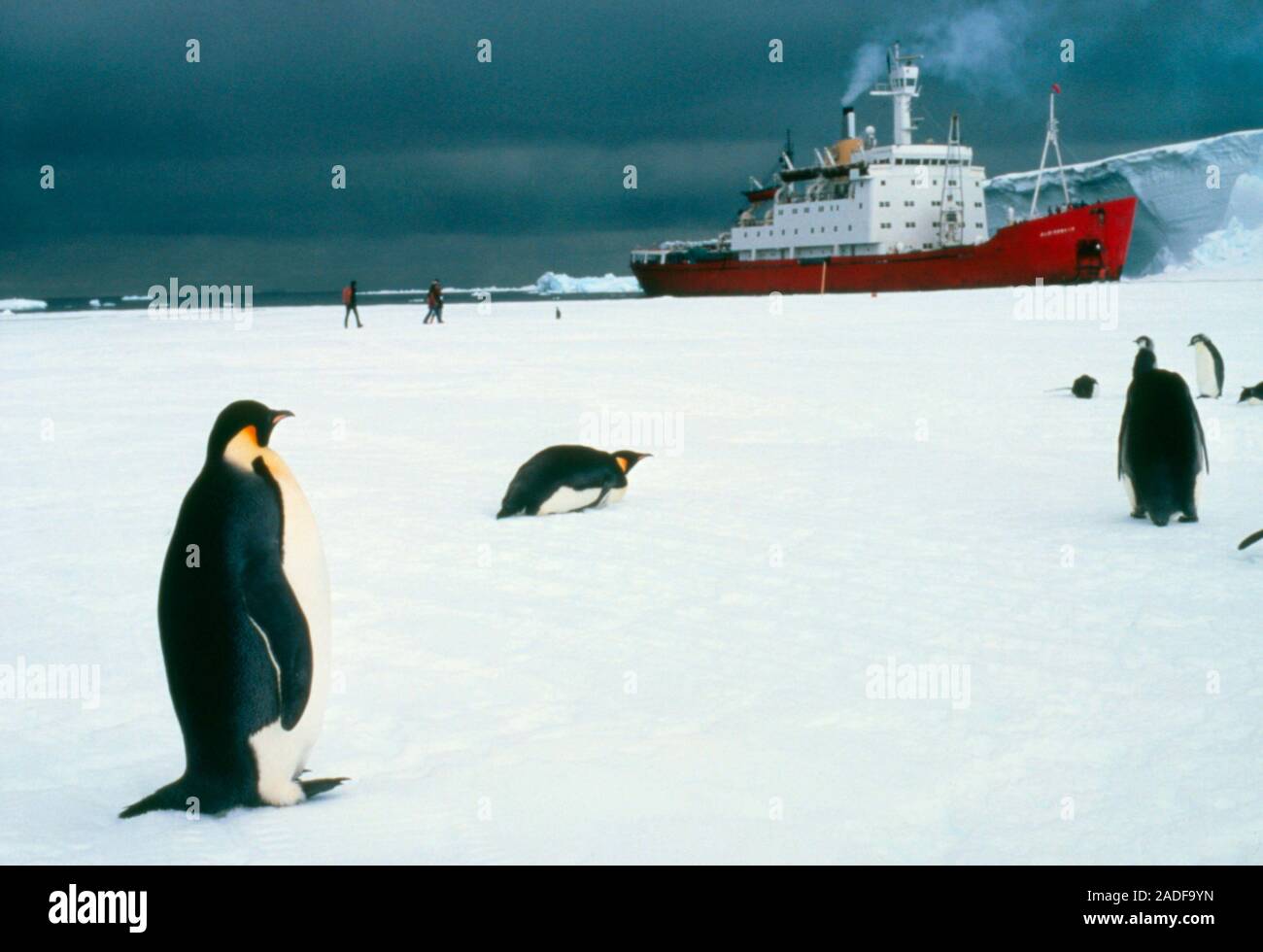 Emperor penguins on sea-ice at the British Antarctic Survey's Halley ...