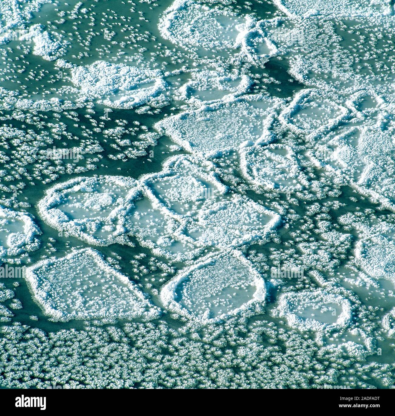 Pancake ice. Pancake sea ice on the water's surface. Photographed in ...