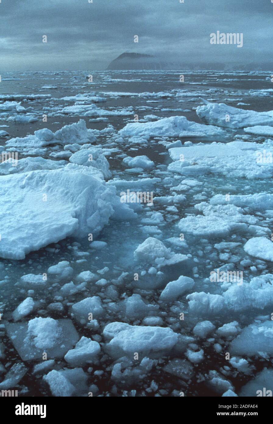 Melting pack ice in the Arctic Ocean. Pack ice consists of blocks of ...