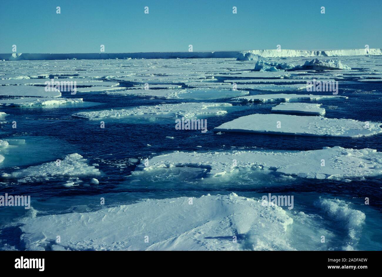 Pack ice. Floating pack ice (sea ice) formed from the ice front of the ...