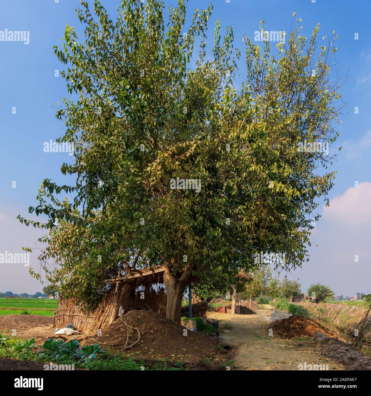 Large tree with spreading green crown in open air in valley under ...
