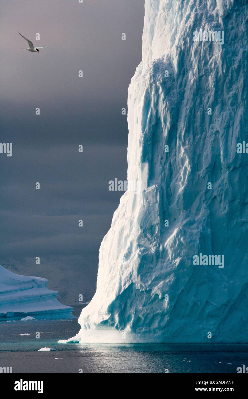Iceberg in a fjord. The base of this is iceberg is grounded on the ...