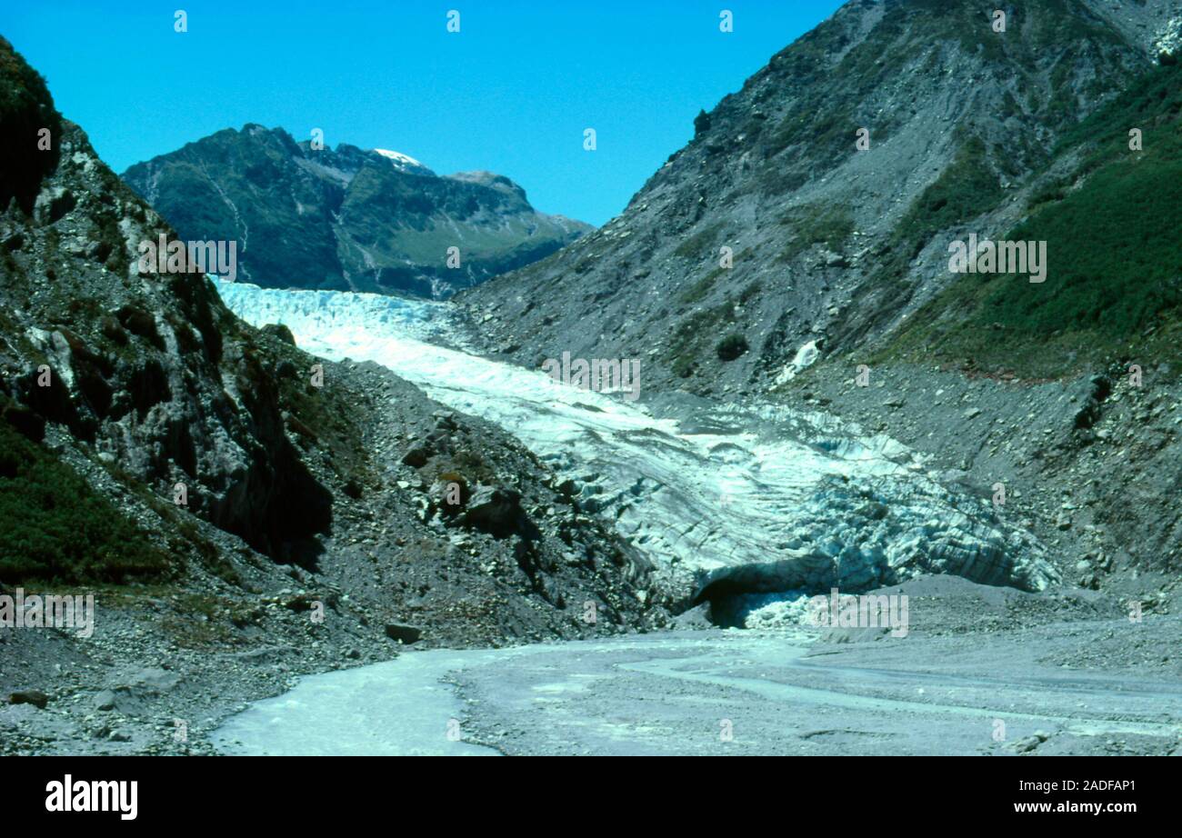 Terminal face of Fox Glacier in the Southern Alps, New Zealand, showing ...