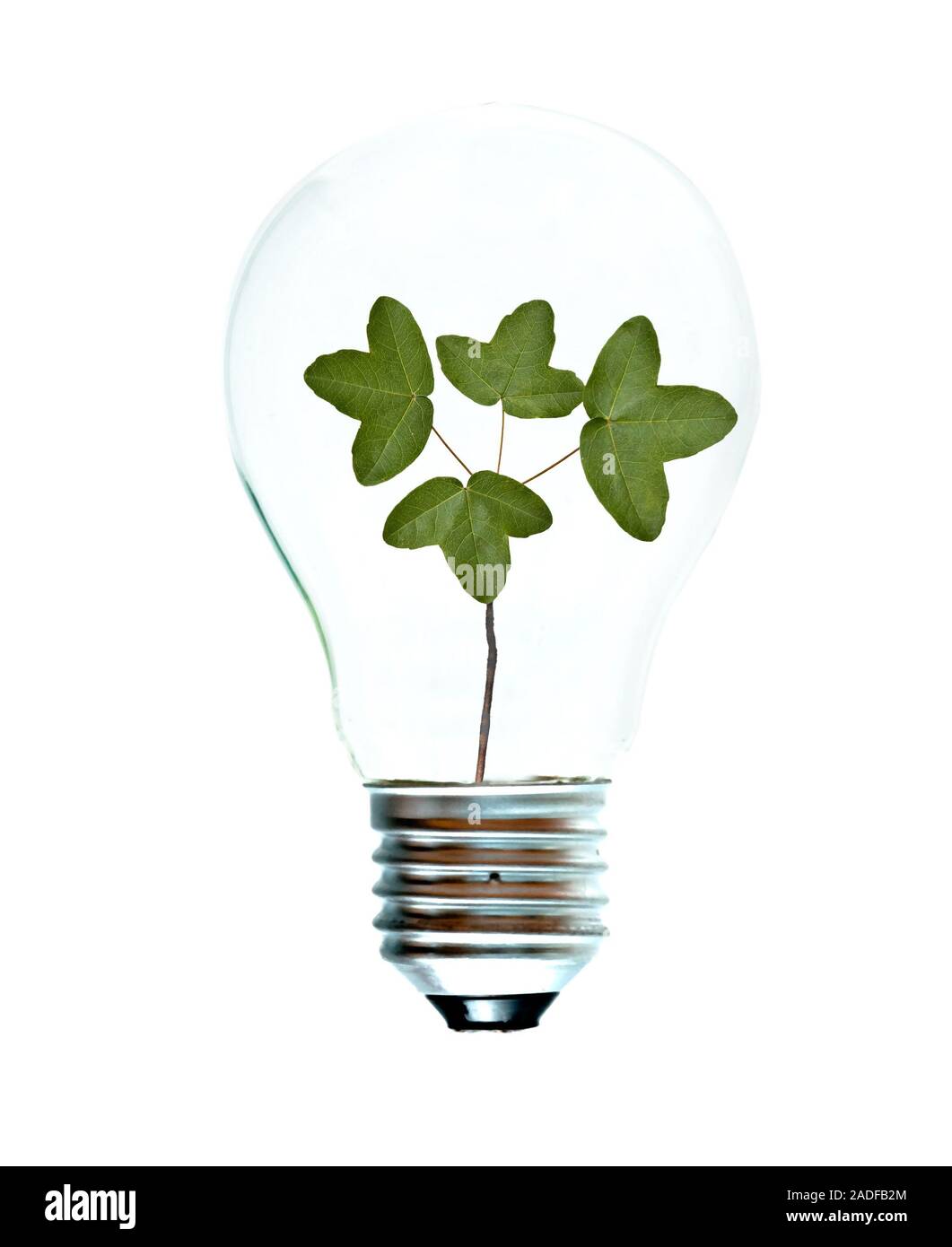 Incandescent light bulb with a tree shoot as the filament Stock Photo ...