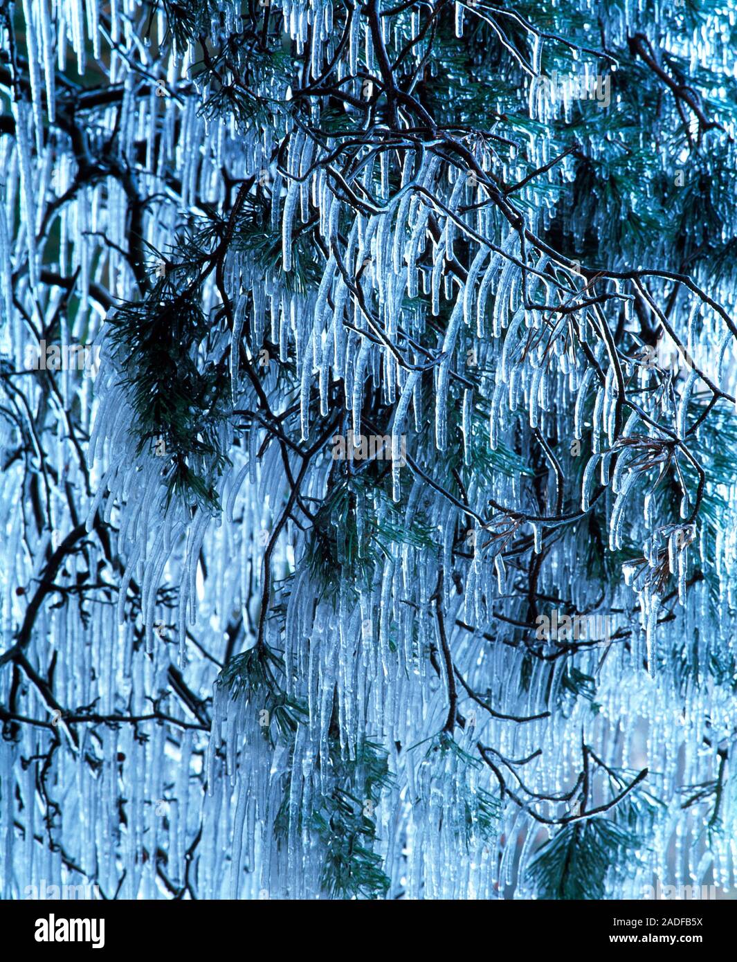 Icicles. Icicles hanging from hawthorn (Crataegus monogyna) and pine ...