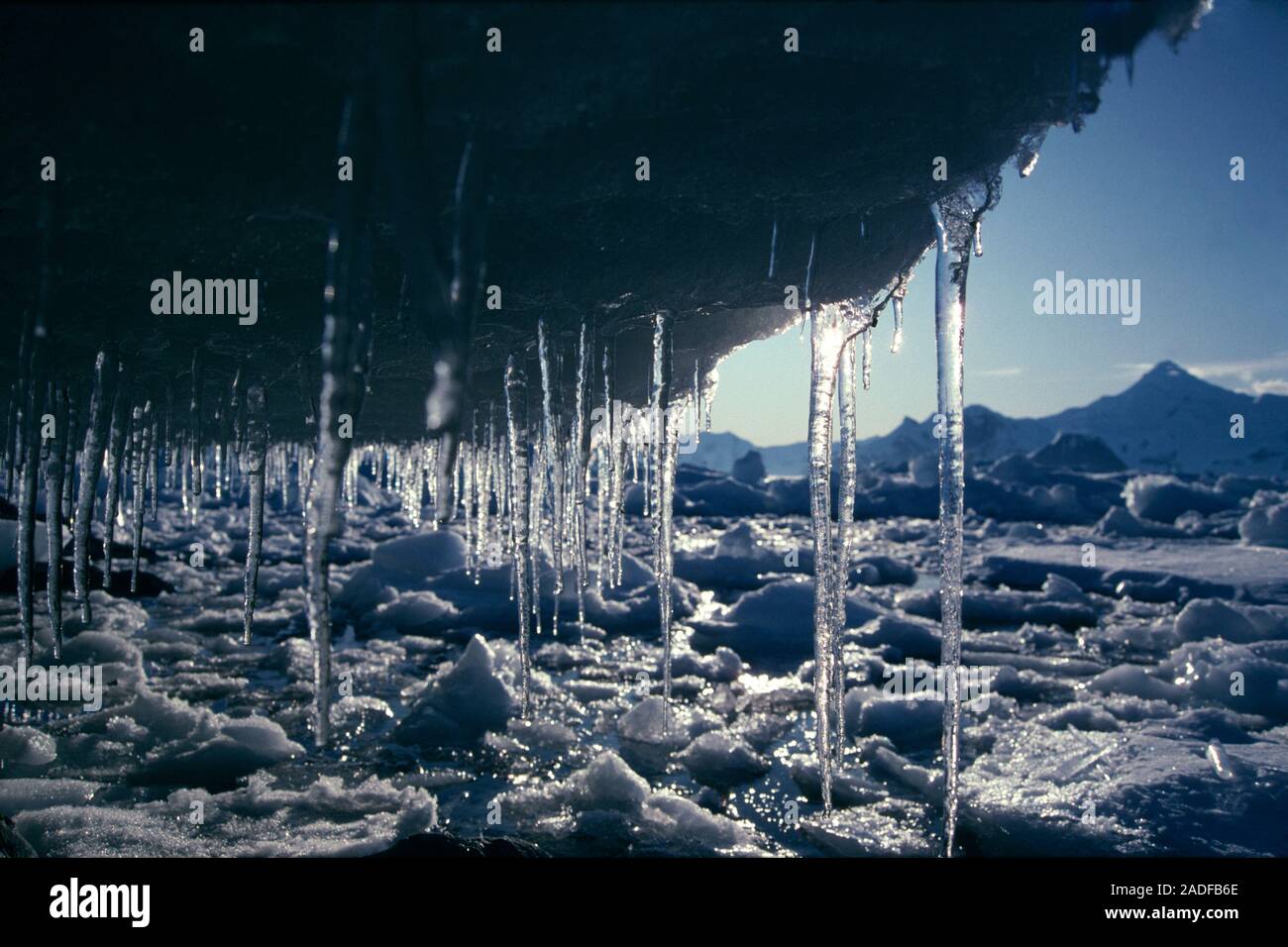Ice cliff. Water dripping from icicles on over- hanging cliffs ...