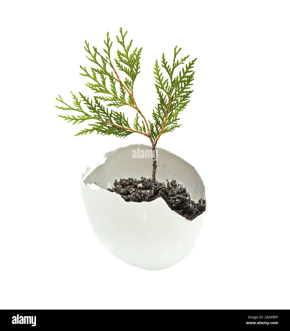 A tree hatching from egg Stock Photo - Alamy