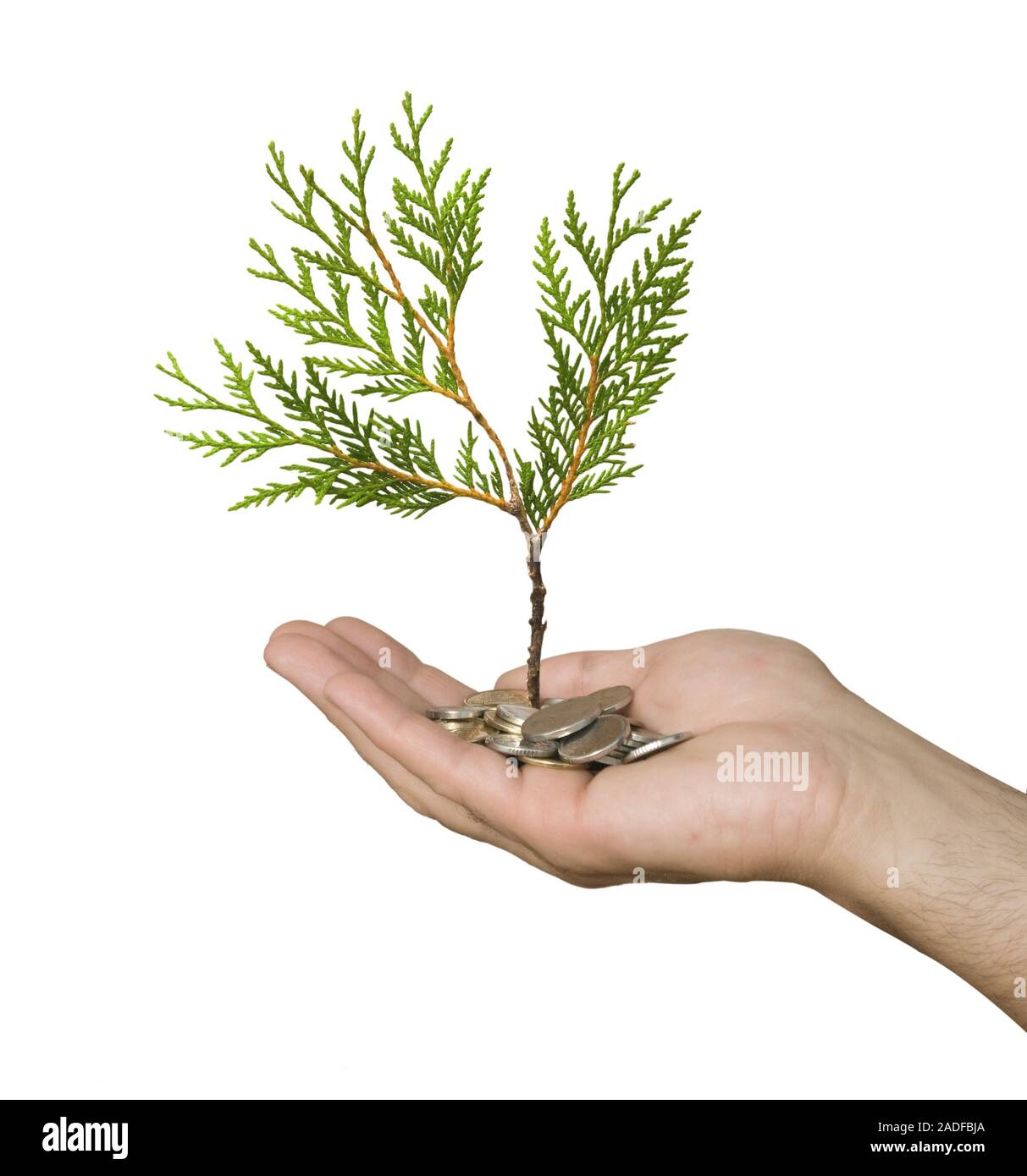 Coins money plant hand growing Cut Out Stock Images & Pictures - Alamy