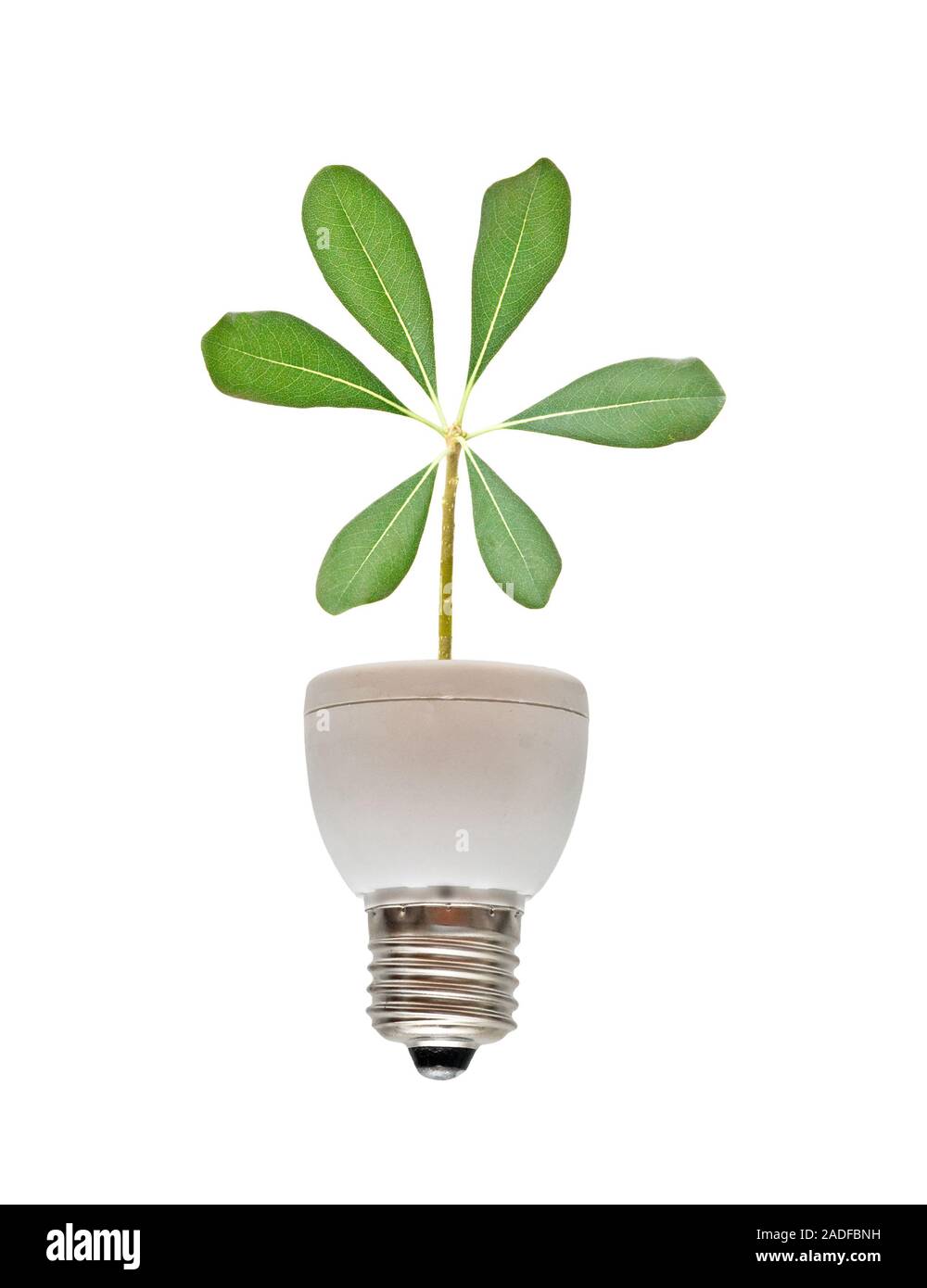 Tree shoot growing from base of fluorescent lamp Stock Photo - Alamy Tree shoot growing from base of fluorescent lamp Stock Photo - Alamy