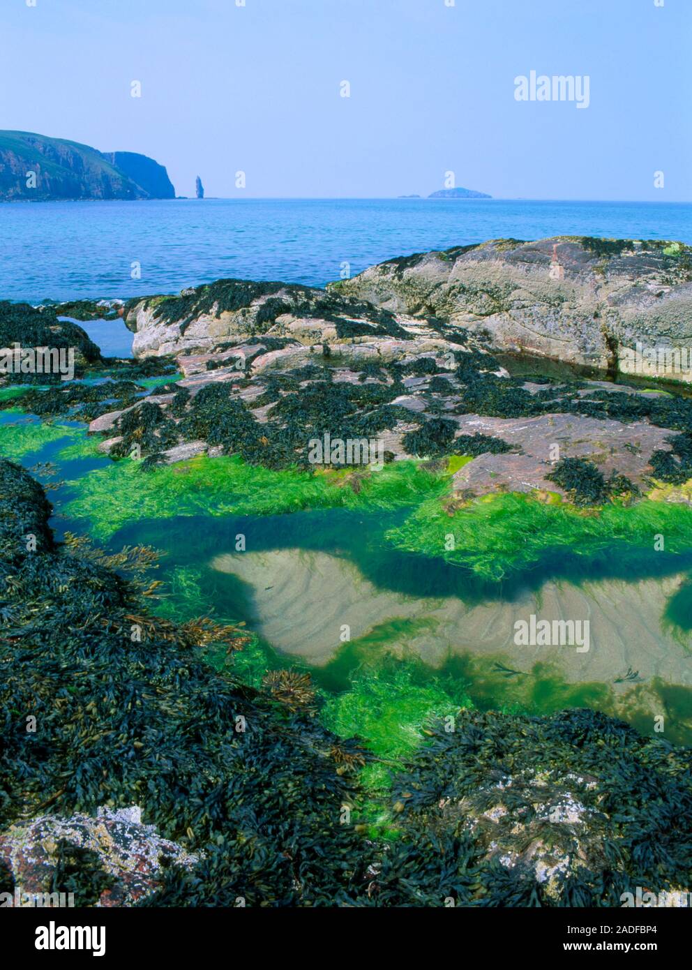 Coastal rock pool. A sand-bottomed rock pool with seaweed and algae ...