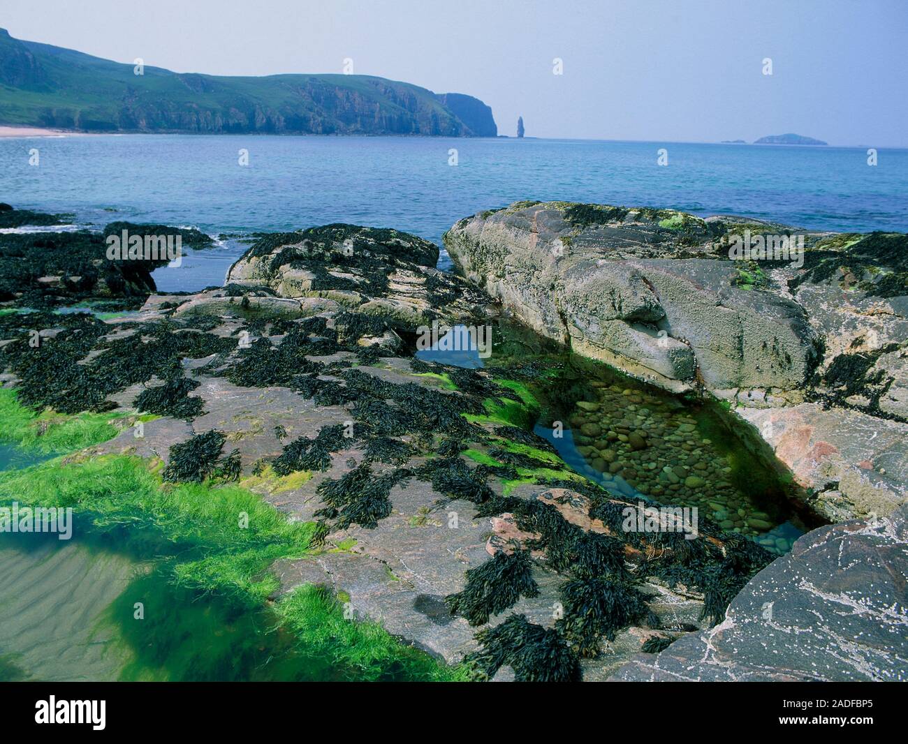Coastal rock pool. A sand-bottomed rock pool with seaweed and algae ...