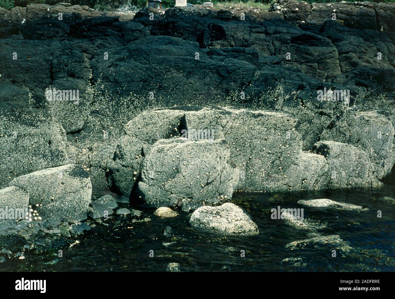 Rocky coastline. Dark coastal basalt rocks. Basalt is an igneous rock ...
