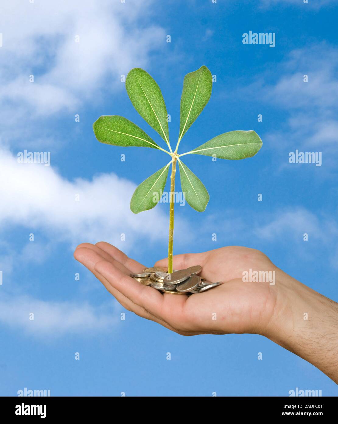 Palm with a tree growing from pile of coins Stock Photo - Alamy
