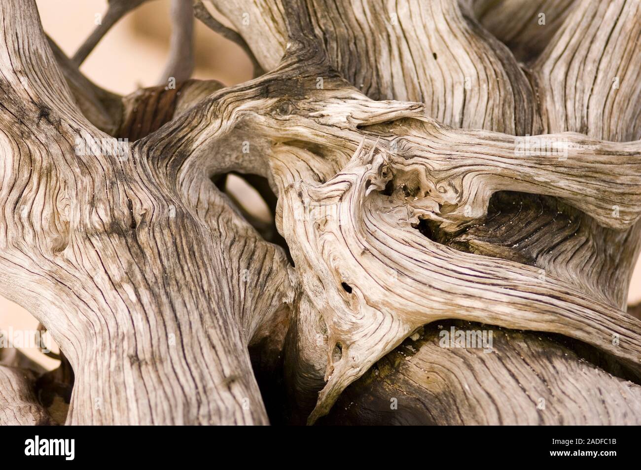 Driftwood on a beach. Photographed in the Mapia Atoll, West Papua in ...