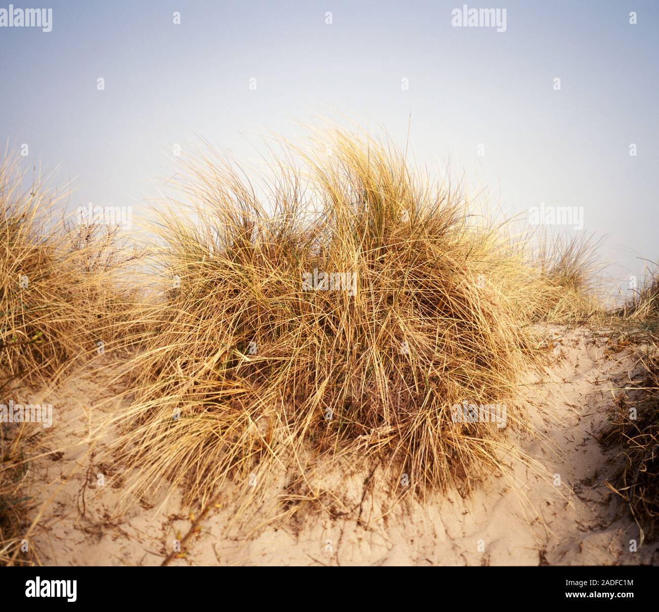Sand dune stabilized by a plant colony Stock Photo - Alamy