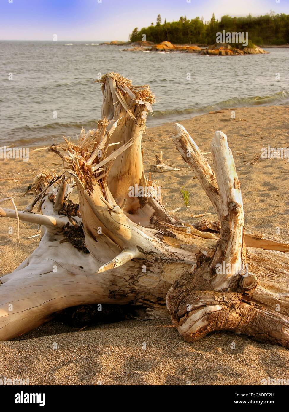 Driftwood on a beach Stock Photo - Alamy