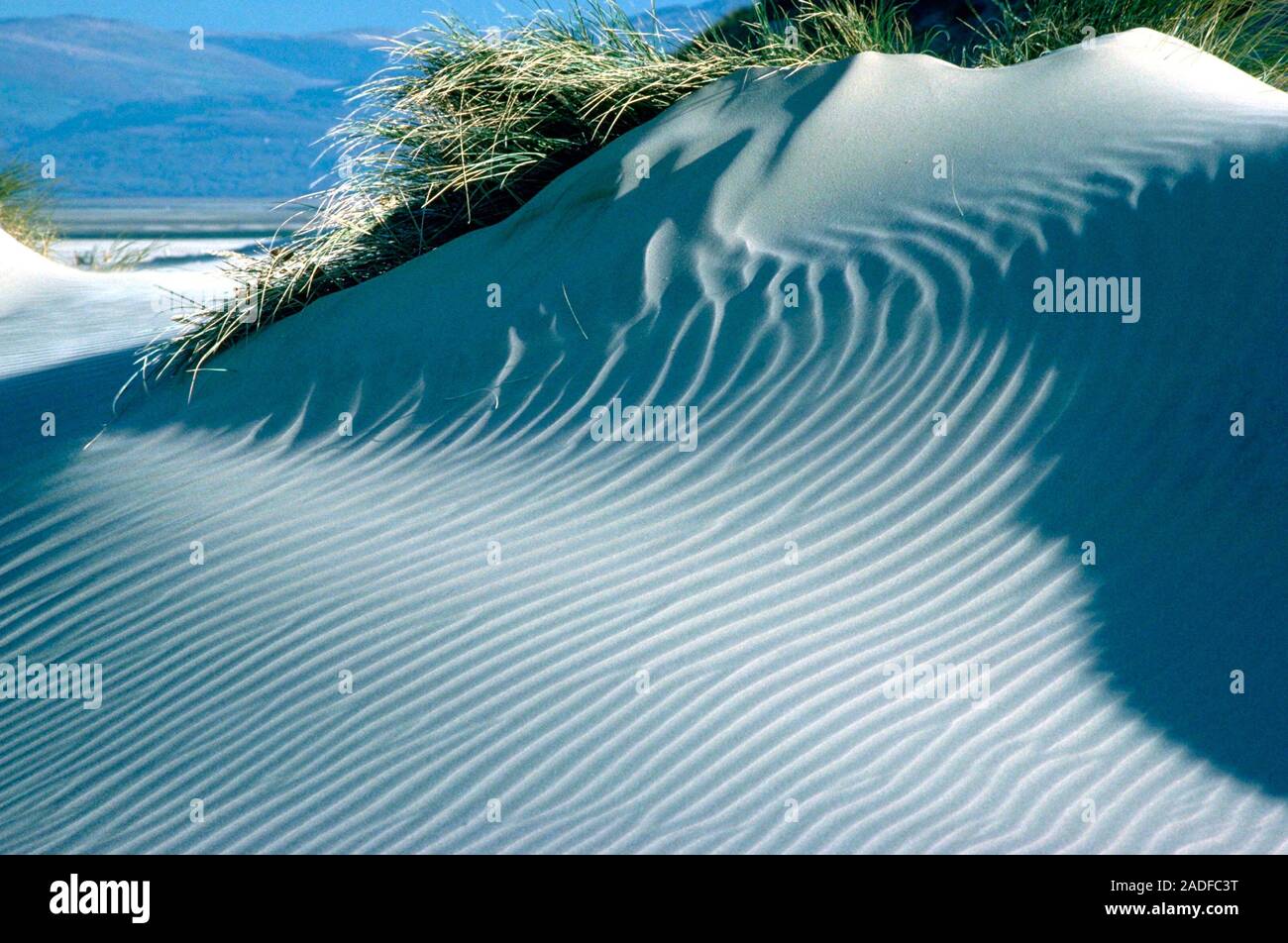 Sand dunes patterned with ripples from wind, and vegetated by grasses ...