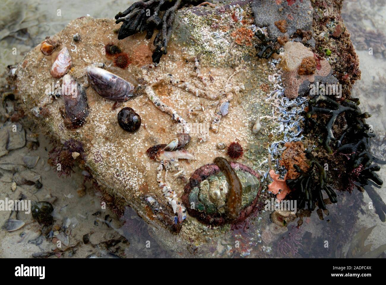 Exposed rock in a tidal pool, showing various marine organisms ...