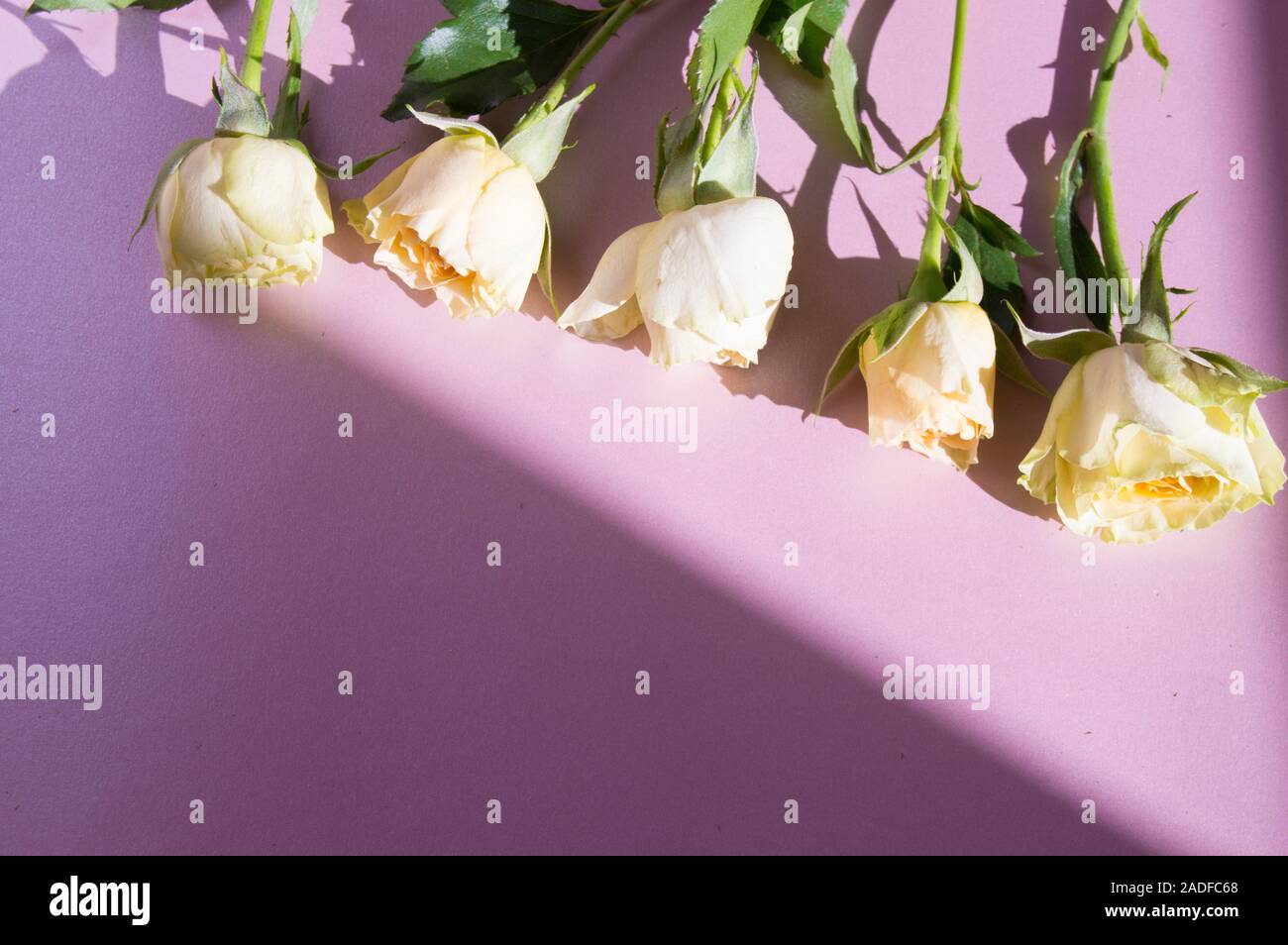 Five delicate roses, arranged on the top edge, in RAYS of hard sunlight ...