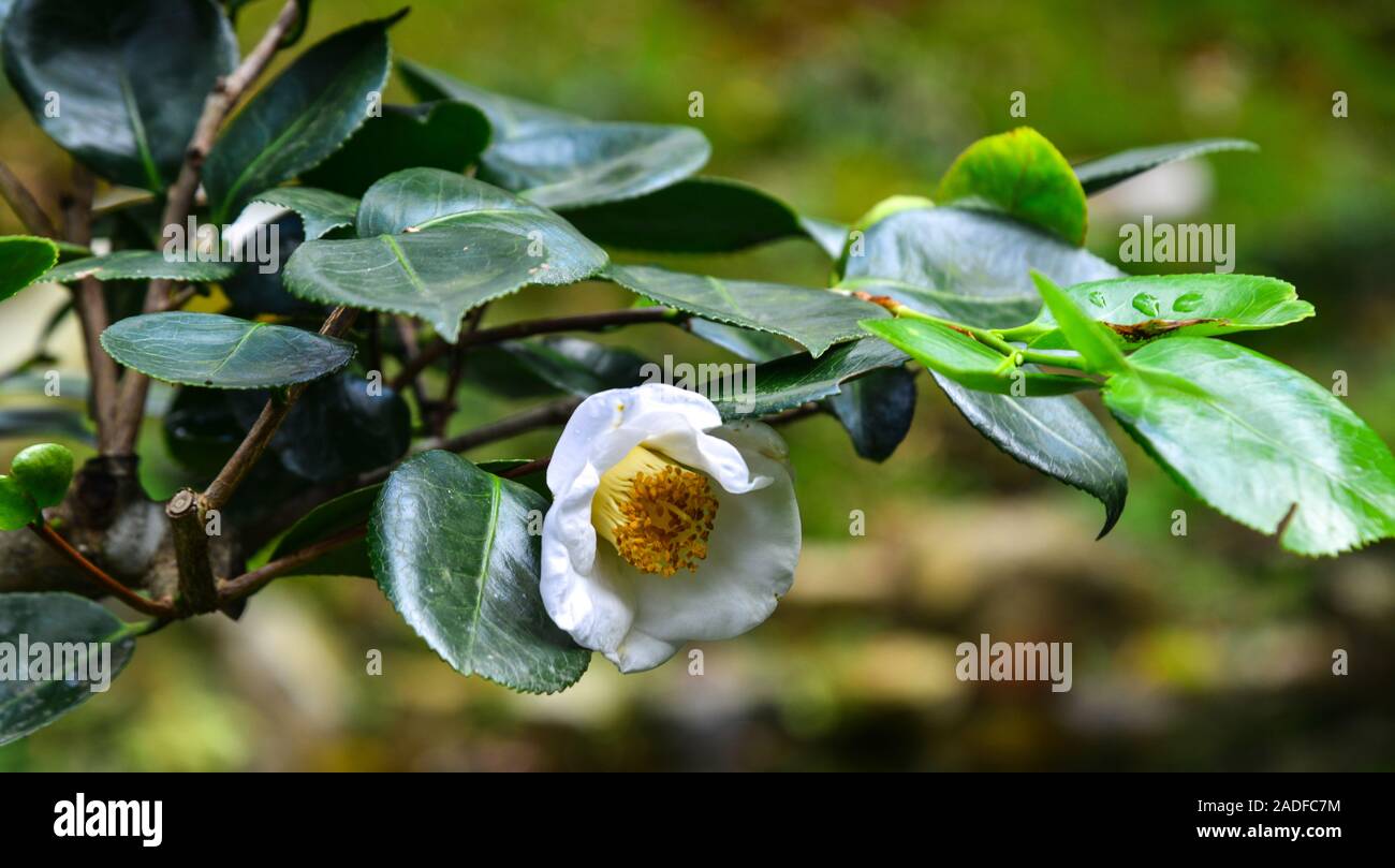 A white camellia flower opens on a large camellia tree in Kyoto, Japan ...