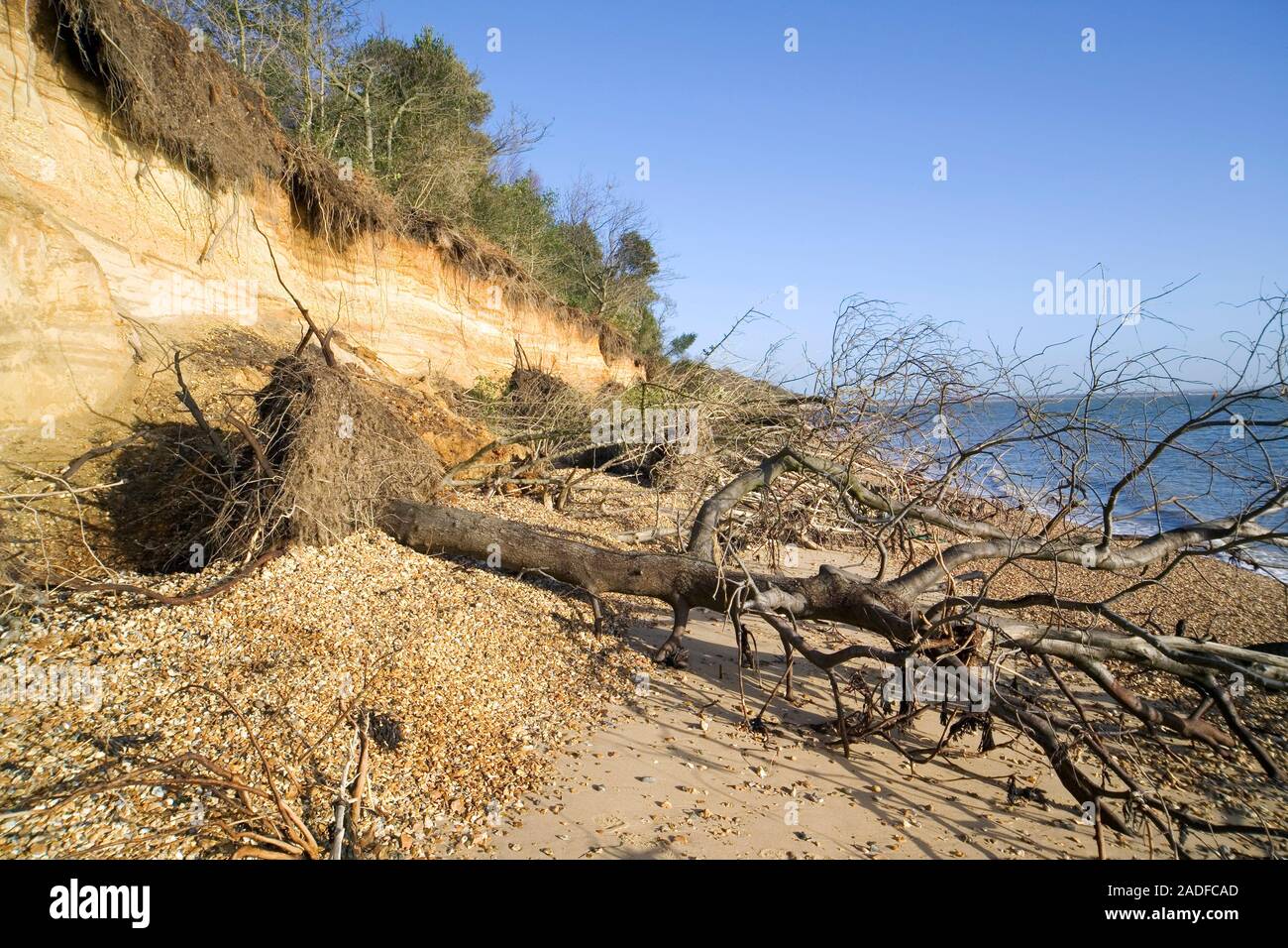 Coastal erosion. Fallen trees laying on the beach due to eroding cliffs ...