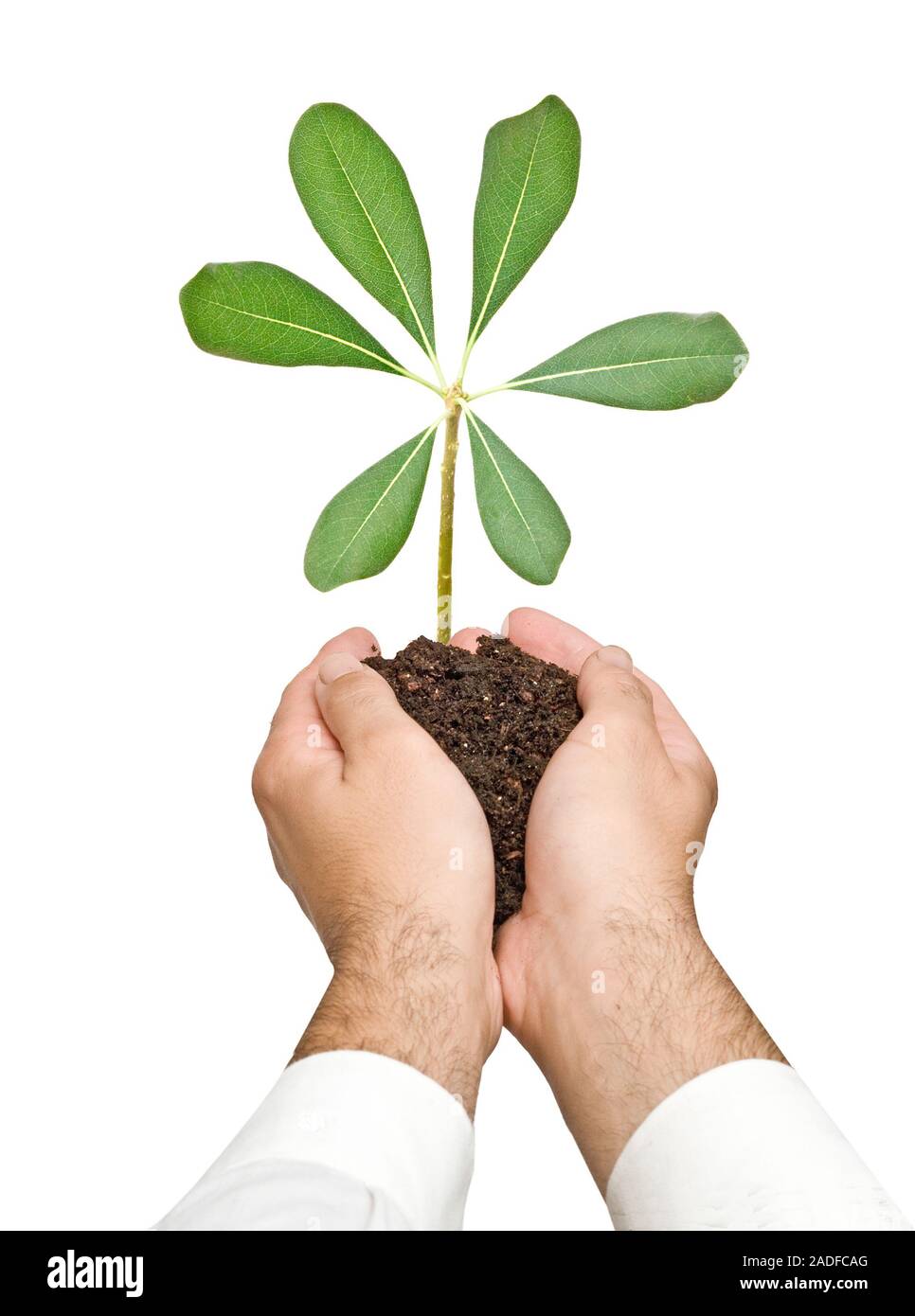 sapling in hands Stock Photo - Alamy