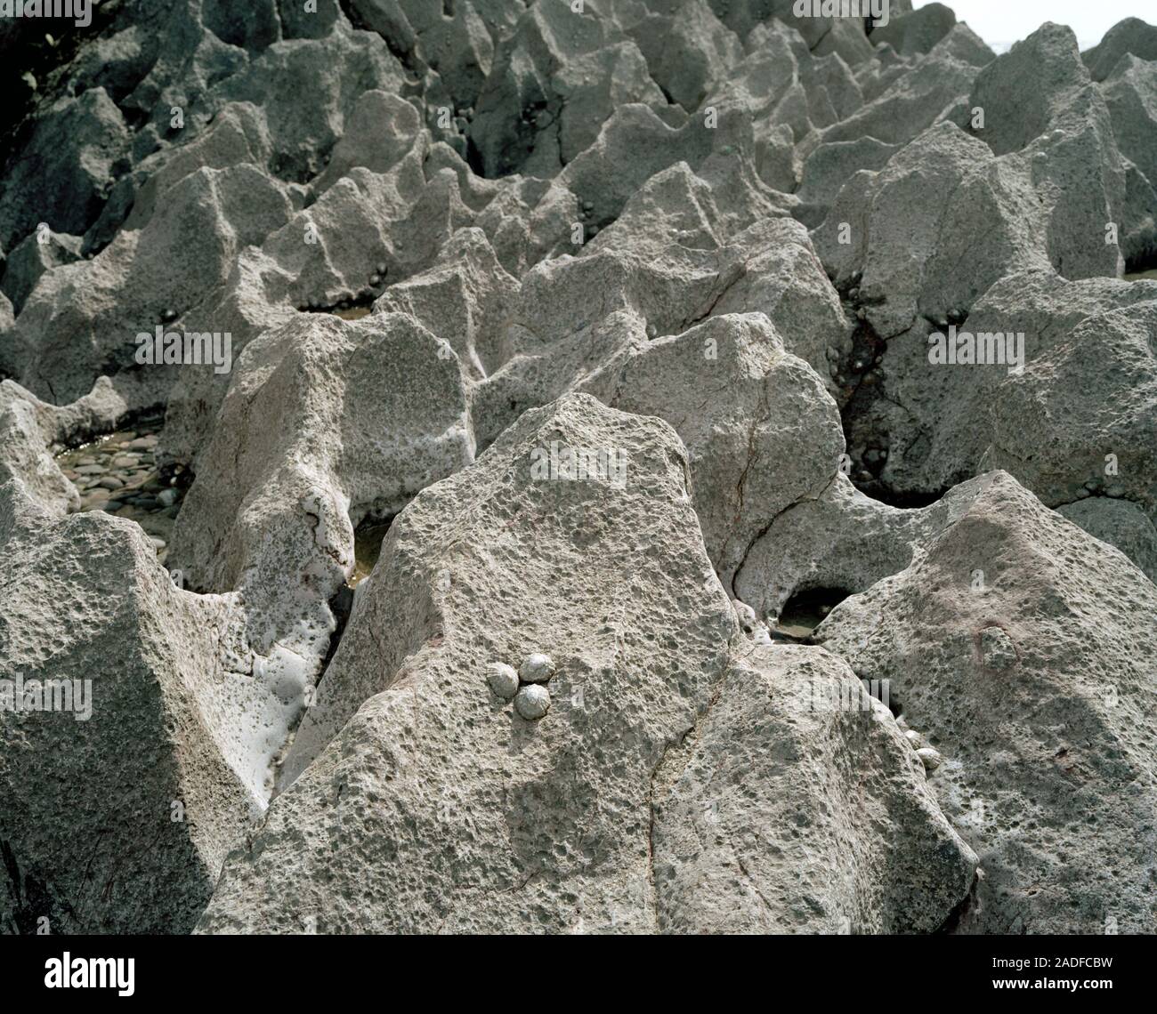 Coastal erosion of limestone. The limestone, which has been eroded by ...