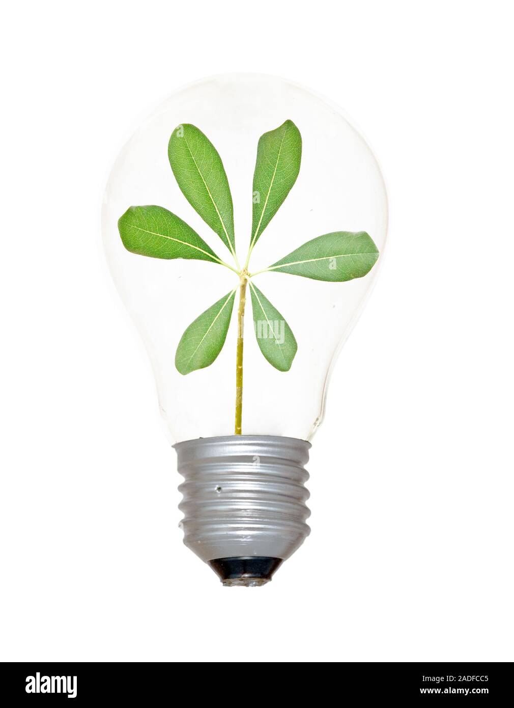 Incandescent light bulb with a tree shoot as the filament Stock Photo ...
