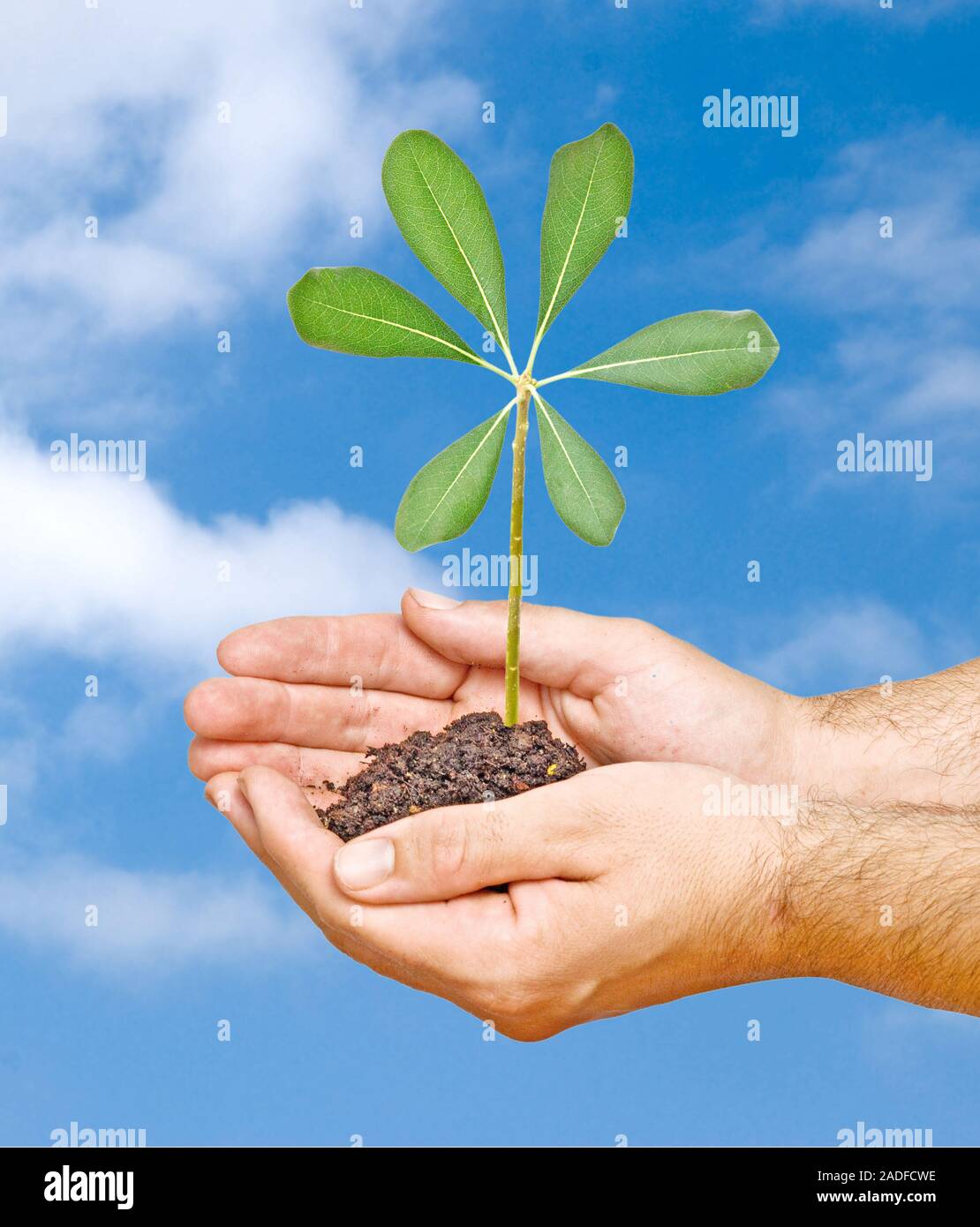 Tree seedling in hands Stock Photo - Alamy