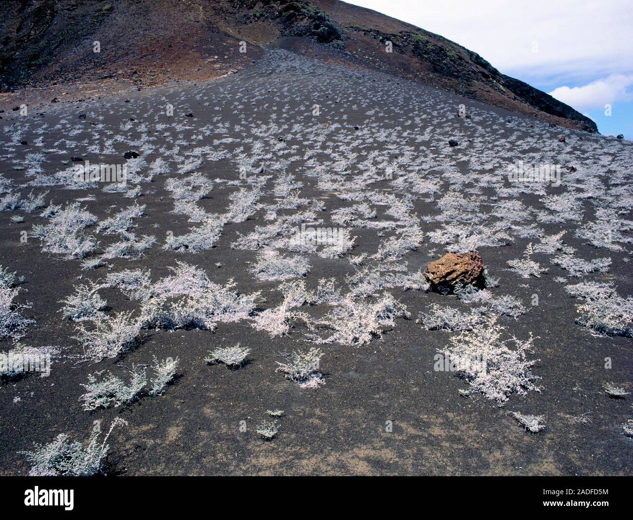 Flora on volcanic rock. View of unidentified white plants seen growing ...